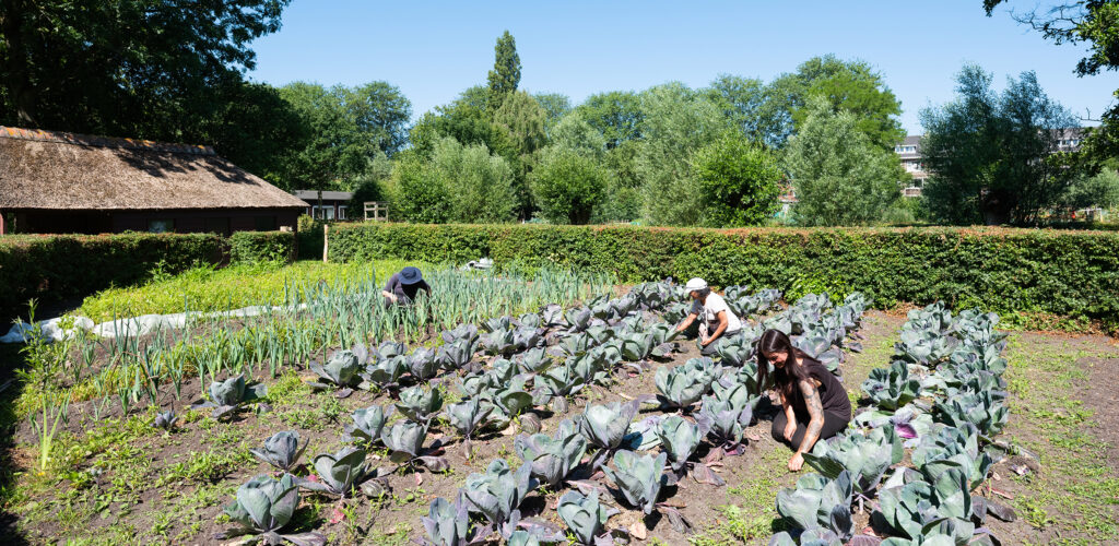 Vrijwilligers Boerendorp telen voor Kies! Sociale Supermarkt - Groene ...